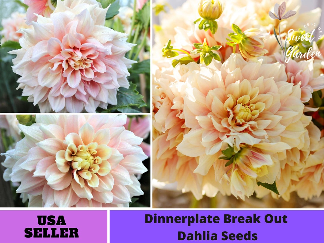Dinnerplate Break Out Dahlia Seeds Perennial Authentic Seeds Clumping ...