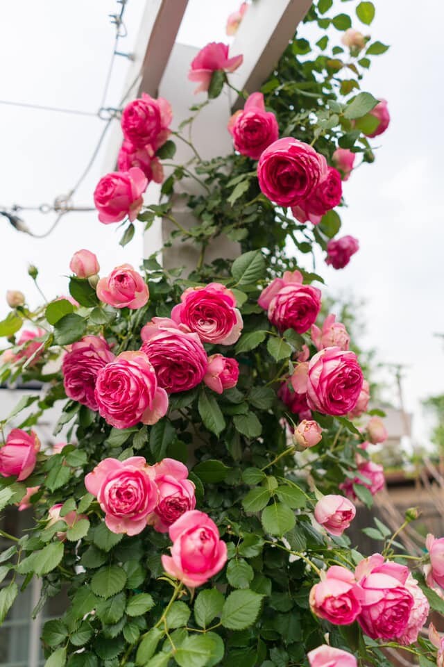 32 Seeds Pretty in Pink Climbing Rose Seeds Perennial - Etsy