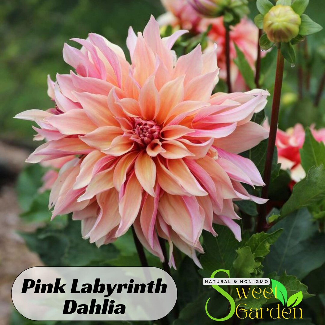 Labyrinth Dahlia Seeds - Perennial - Authentic Seeds - Clumping ...