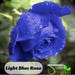 Blue Dragon Rose Seeds - Perennial - Authentic Seeds - Flowers - Easy ...