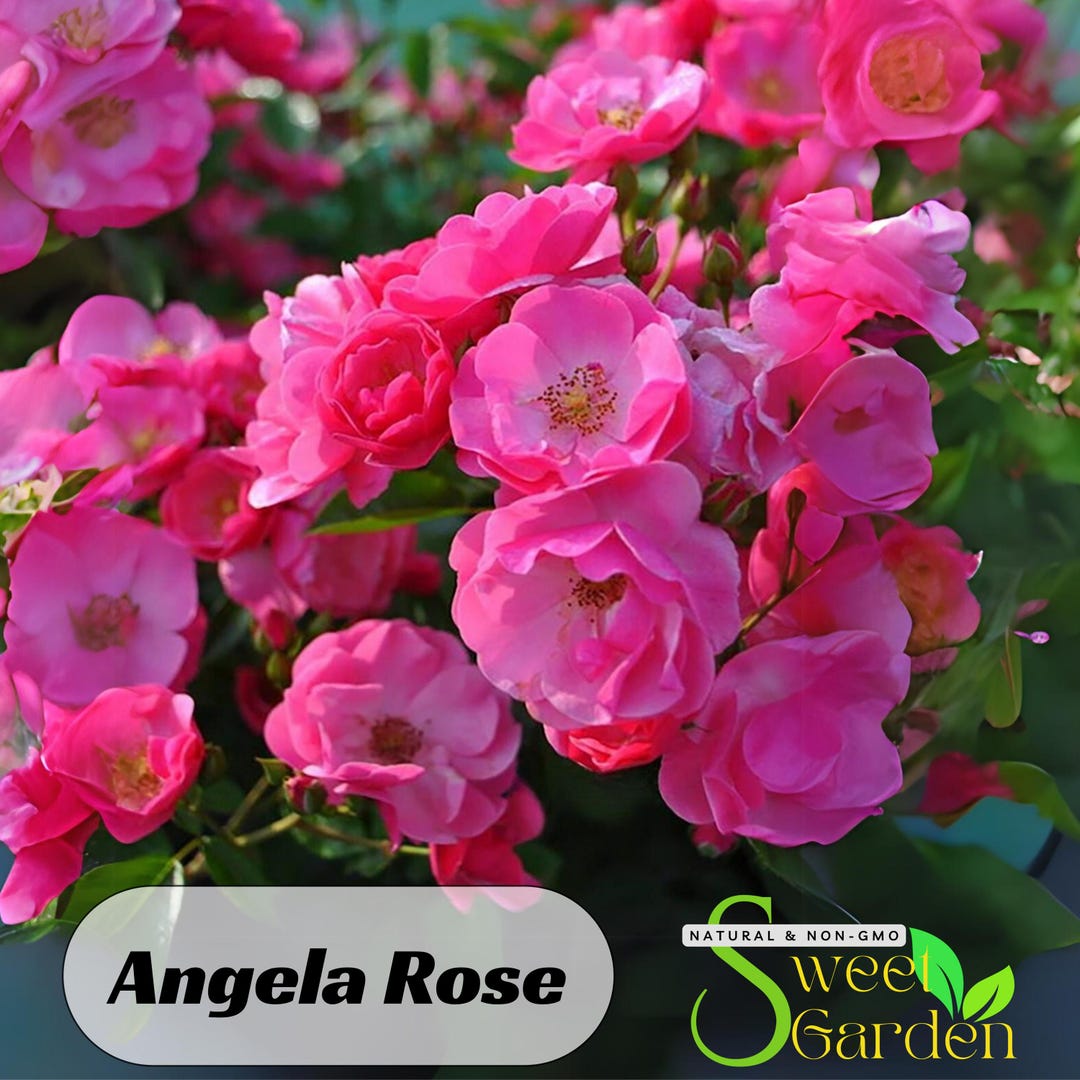 Angela Rose Seeds - Perennial - Authentic Seeds - Flowers - Easy to ...
