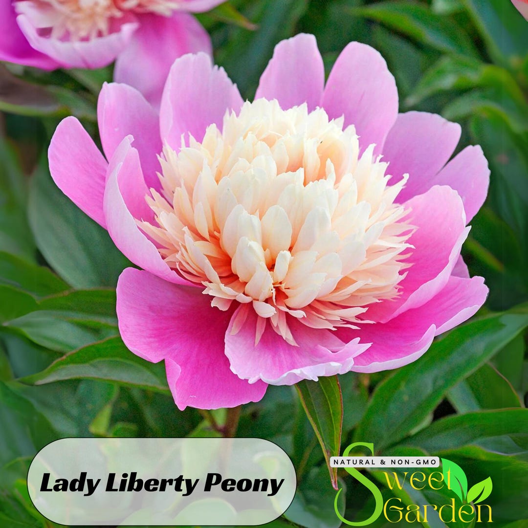 10+ Seeds| Lady Liberty Peony Seeds - Perennial - Authentic Seeds ...