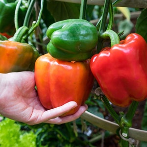 Sweet Big Red Pepper Seeds - Sweet - Big Red -perennial-authentic Seeds ...