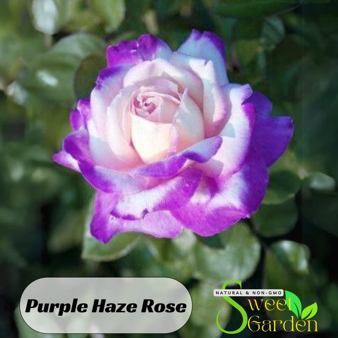 Purple Haze Rose Seeds - Perennial - Authentic Seeds - Flowers - Easy ...