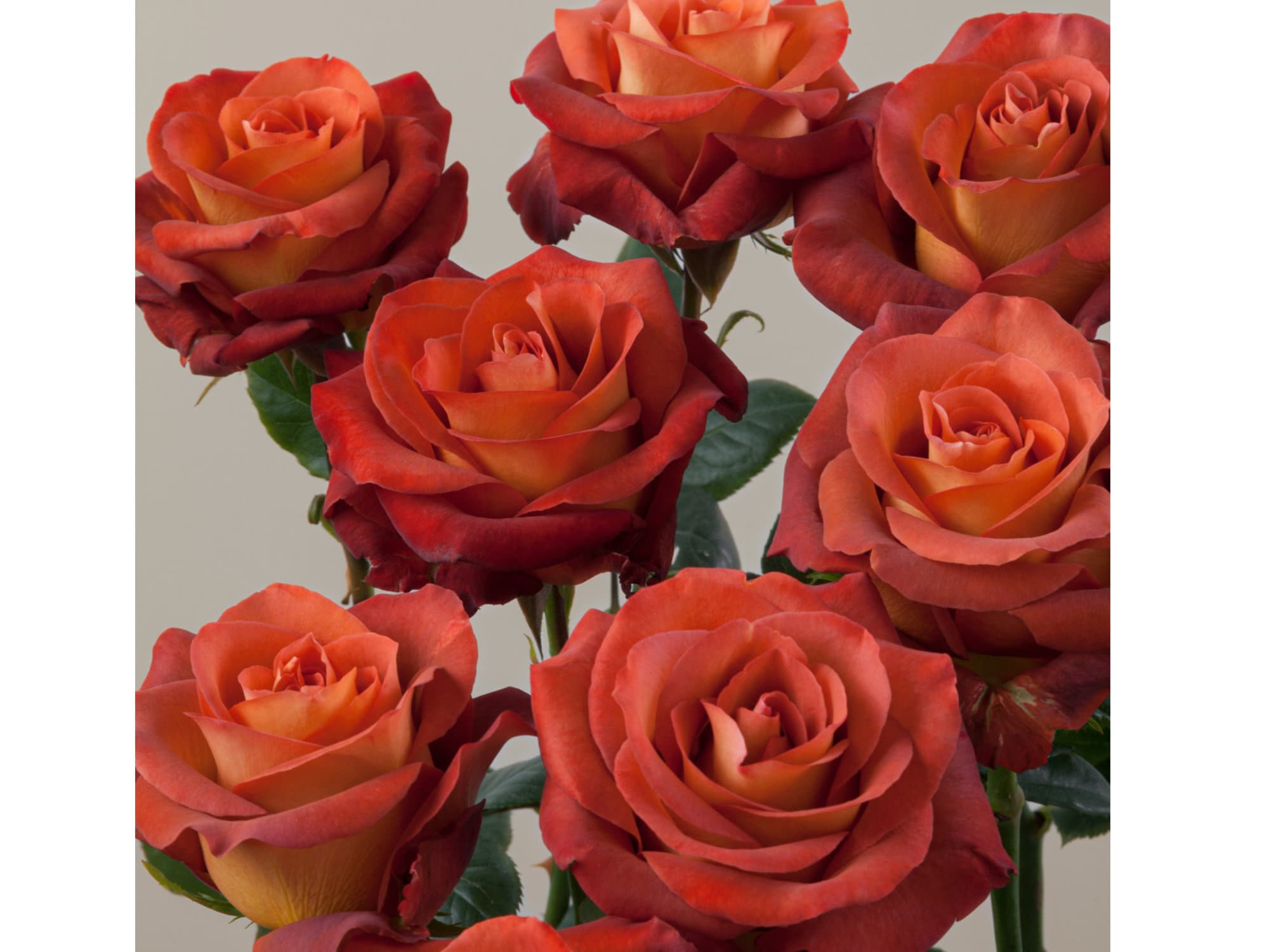 Coffee Break Rose Seeds - Perennial - Authentic Seeds - Flowers - Easy ...