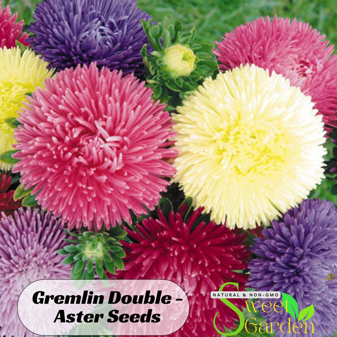 Aster Seeds - Gremlin Double - Perennial -authentic Seeds -vegetable ...