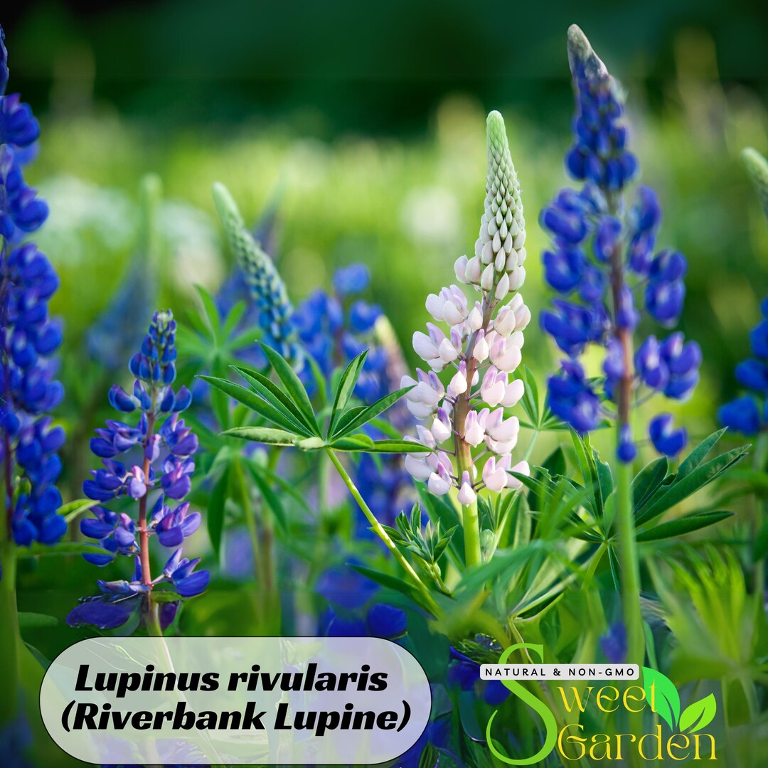 Lupinus Rivularis (riverbank Lupine) Seeds- Lupinus - Bluebonnet ...