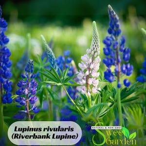 Lupinus Rivularis (riverbank Lupine) Seeds- Lupinus - Bluebonnet ...