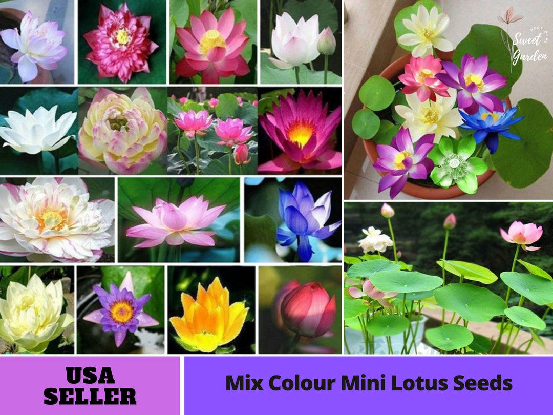5 Rare Seeds Mix Colour Mini Lotus Seeds Indian Lotus nelumbo Nucifera ...