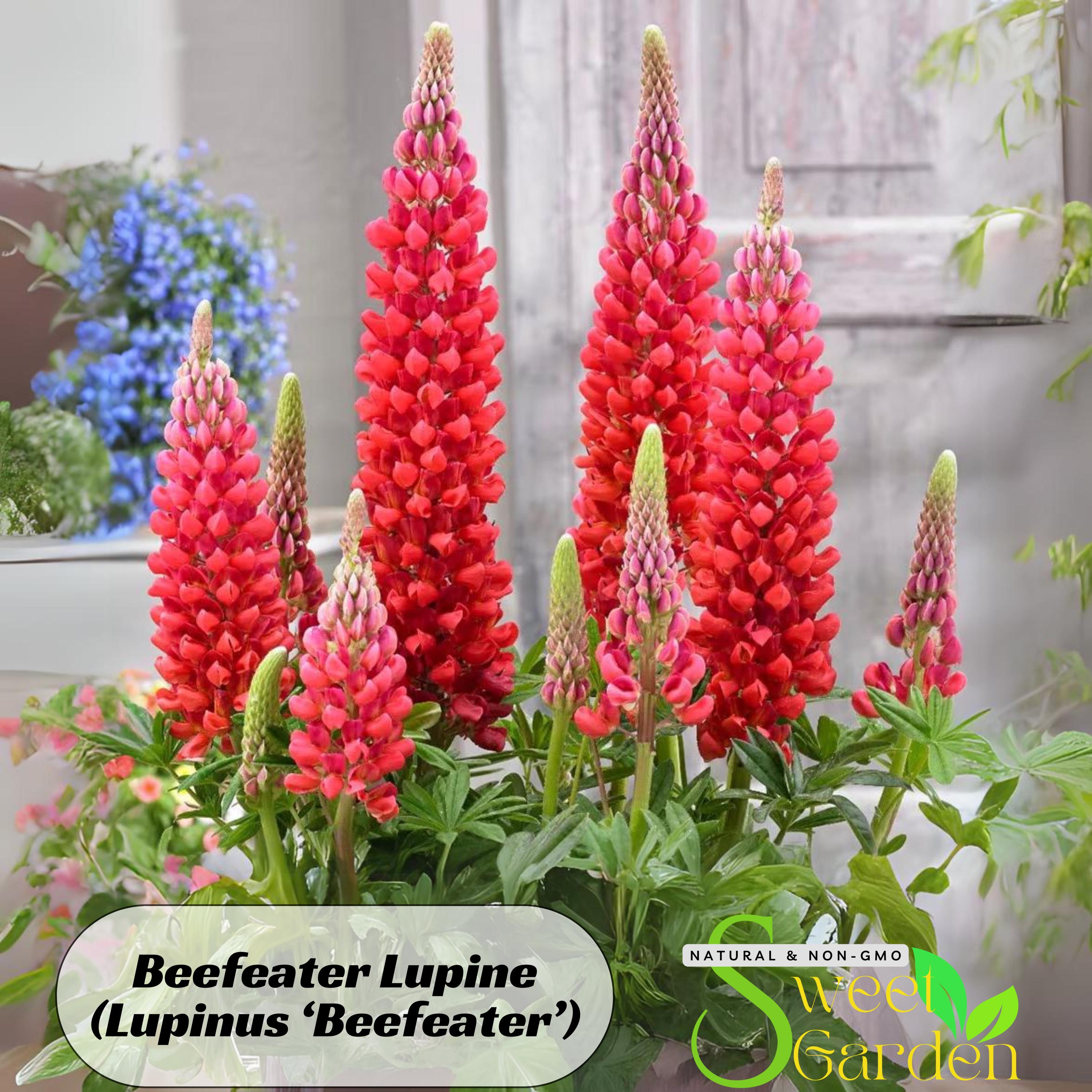 Lupinus ‘beefeater’ (lupine) Seeds- Lupinus - Bluebonnet - Authentic ...