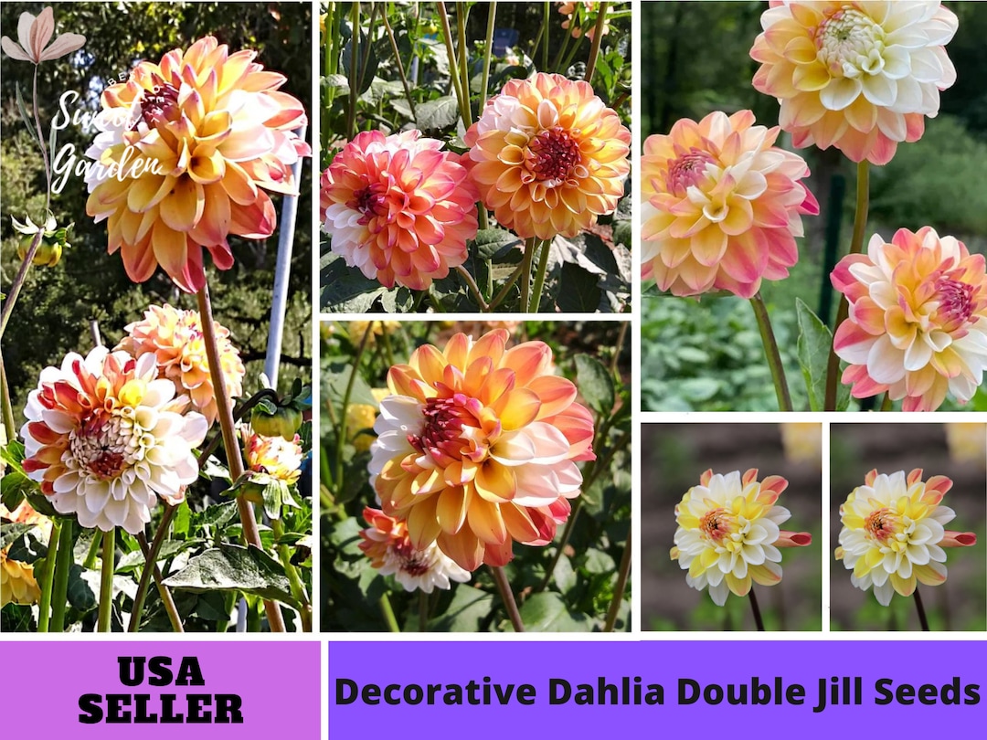 Decorative Dahlia Double Jill Seeds Perennial Clumping Dahlia Garden Summer Blooming Easy to ...