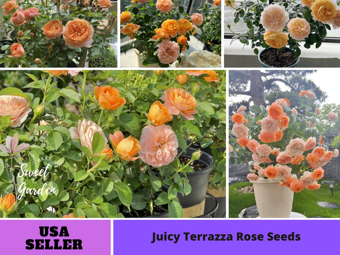 Juicy Terrazza Rose Seeds Perennial Authentic Seeds Flowers Easy to ...