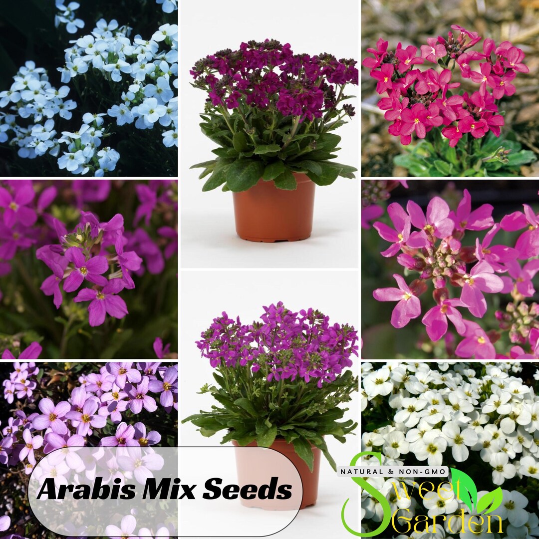 Arabis Mix Seeds -perennial -authentic Seeds -vegetable Seeds-mix Seeds ...