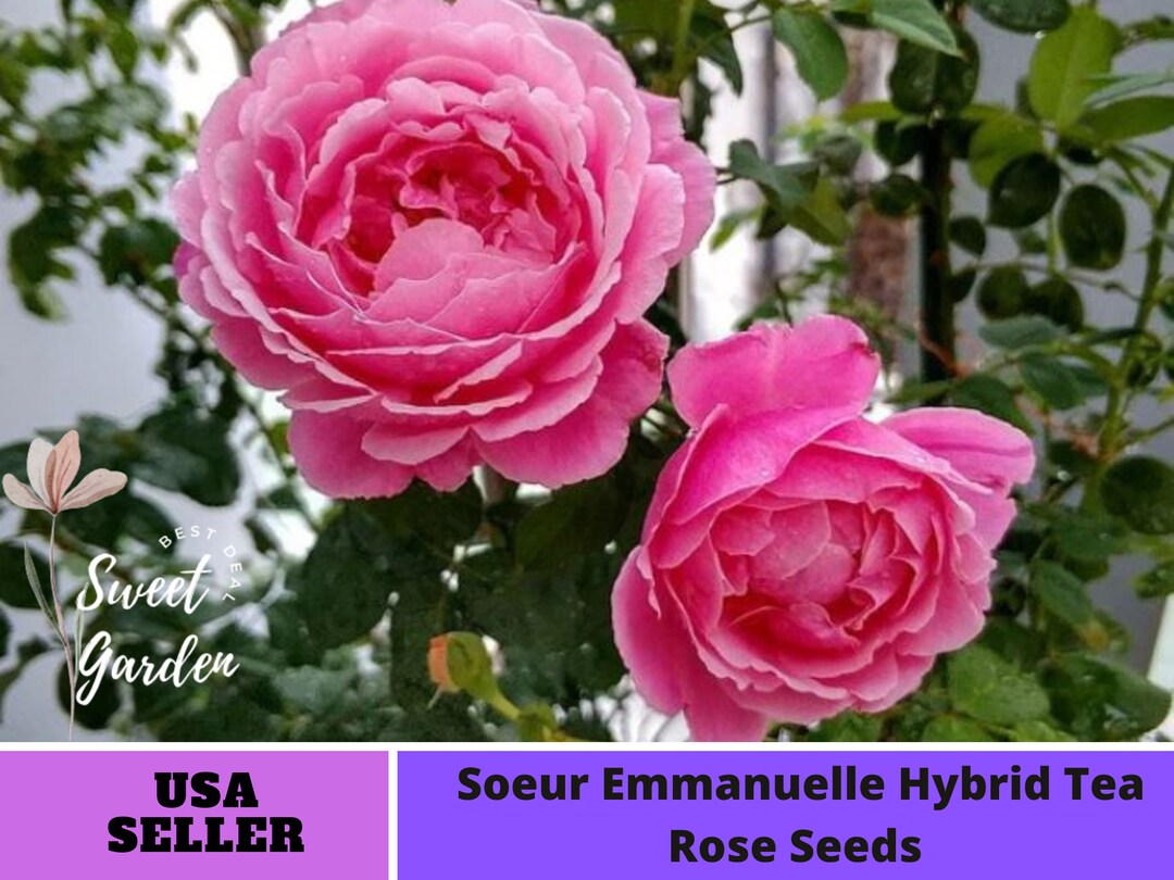 Sister Emmanuelle Hybrid Tea Rose Seeds Perennial Authentic Seeds ...