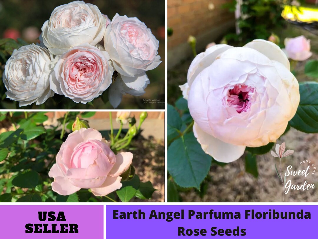 Earth Angel Rose Seeds Perennial Authentic Seeds Flowers Easy to Grow ...