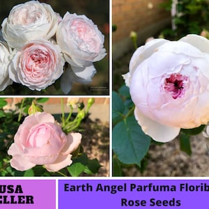 Earth Angel Rose Seeds Perennial Authentic Seeds Flowers Easy to Grow ...