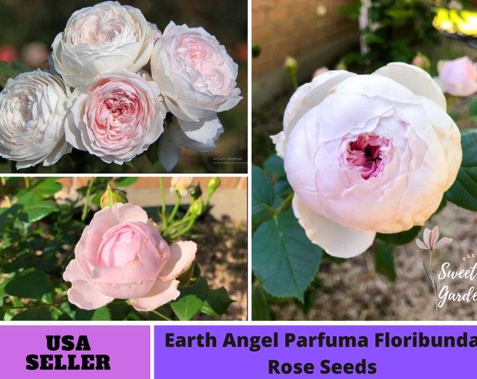 Earth Angel Parfuma Rose Live Plant Kordes Own Rooted in 1 Gallon Pot ...