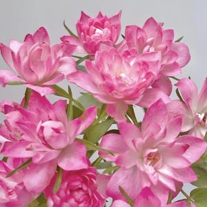 Lotus Star Rose Seeds - Perennial - Authentic Seeds - Flowers - Easy to ...