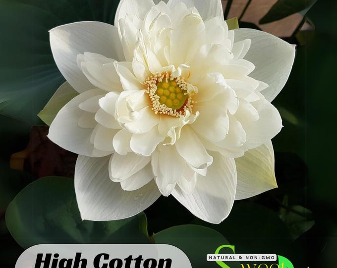 5 Rare Seeds| Snow White Lotus Seeds- Micro/ Tea Cup Lotus - Indian ...