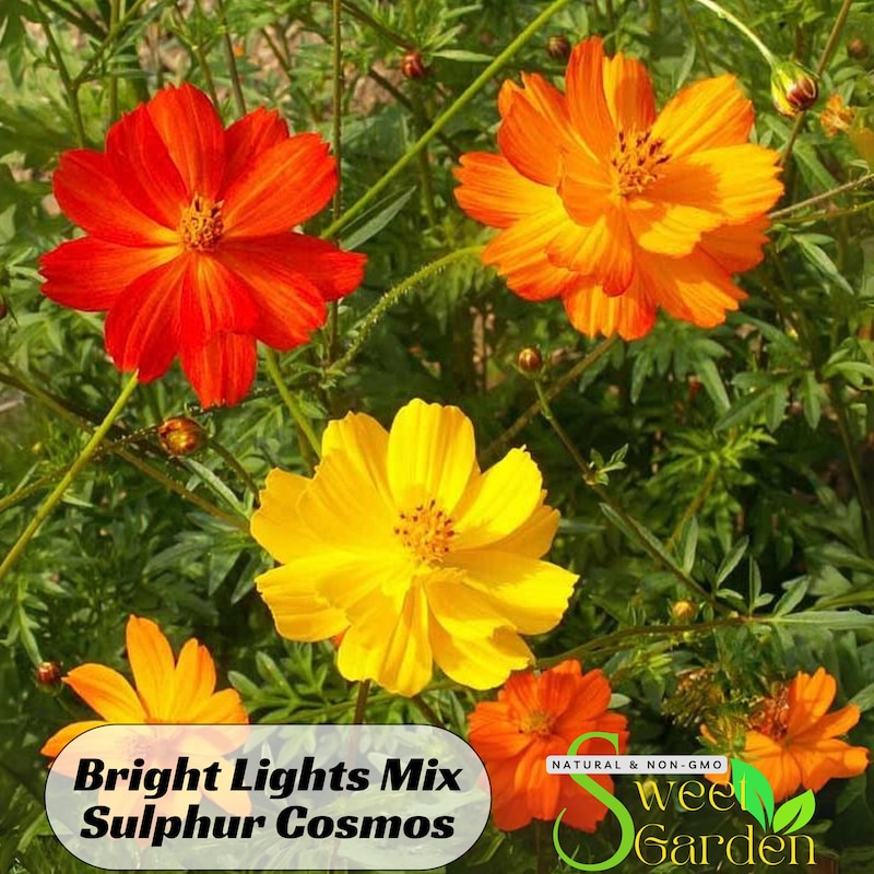 Cosmos Seed Packet - Etsy