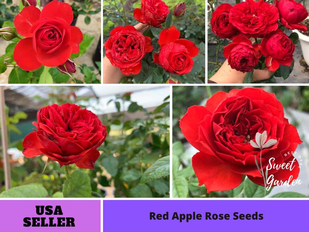 Red Apple Rose Seeds Perennial Authentic Seeds Flowers Easy to Grow ...