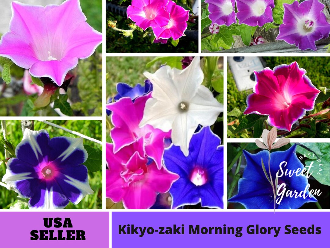 30 Seedskikyo-zaki Mix Morning Glory Seeds perennial - Etsy