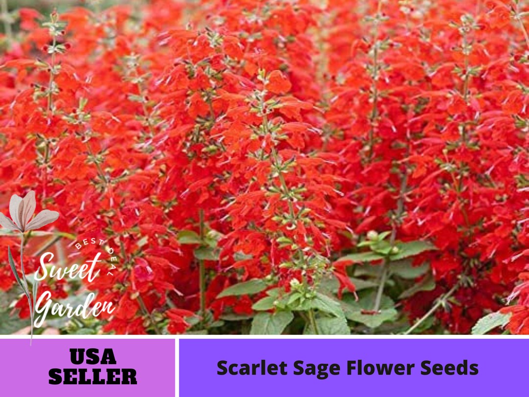 110 Seeds Scarlet Sage Seeds Perennial authentic Seeds-flowers organic ...