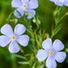 Linum Seeds Blue Flax Perennial authentic Seeds vegetable Seeds-mix ...