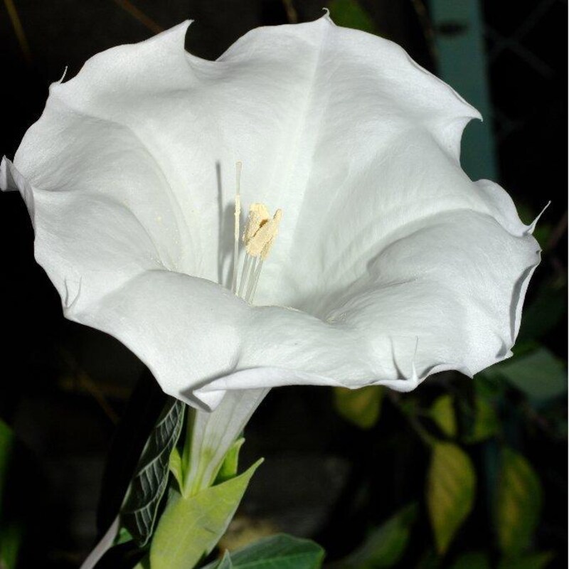 White Trumpet Flower - Etsy