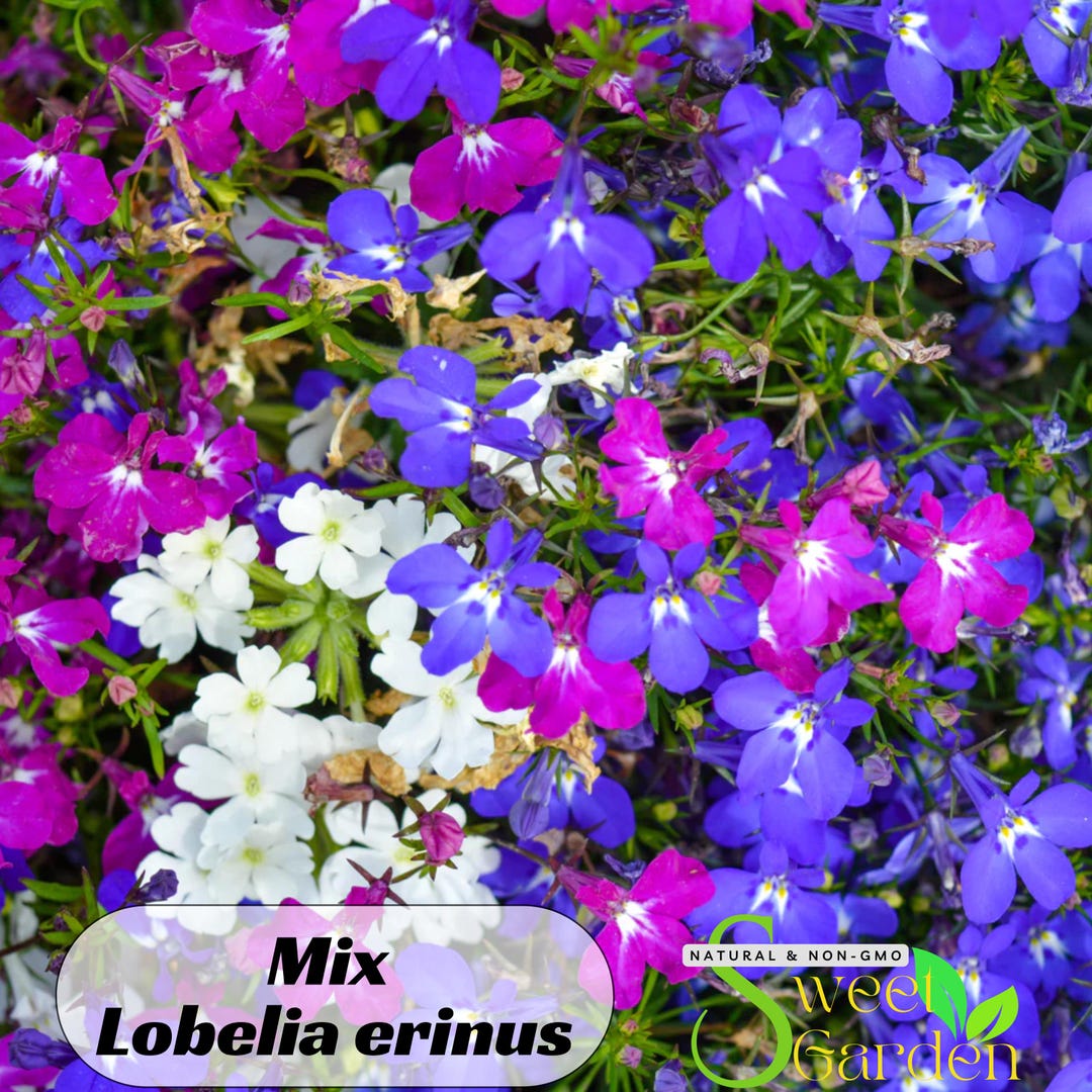 Mix Lobelia Erinus Seeds- Flowering-fast Growing- Open-pollinating ...