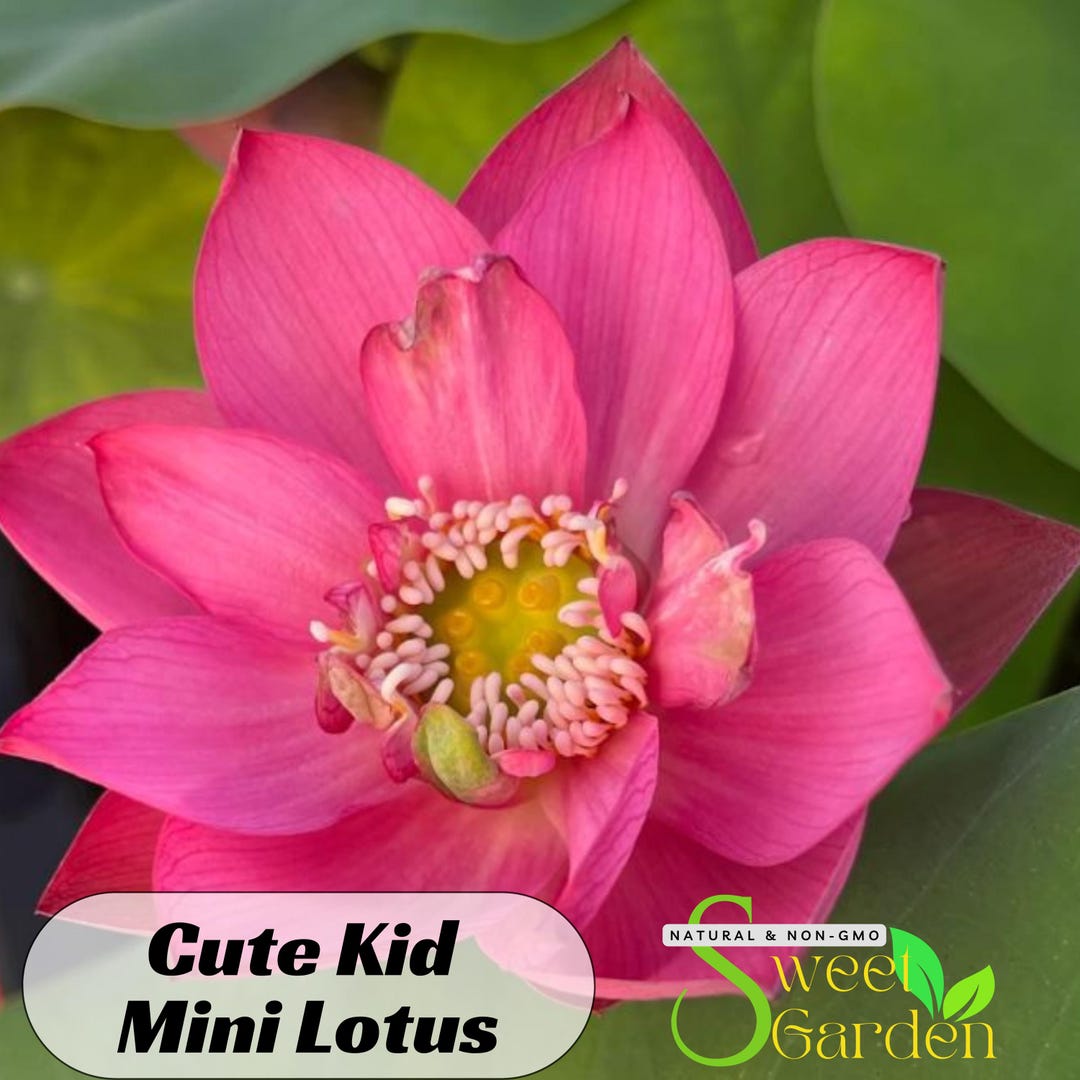 5+ Rare Seeds| Cute Kid Mini Lotus Seeds - Red Lotus - Indian Lotus ...