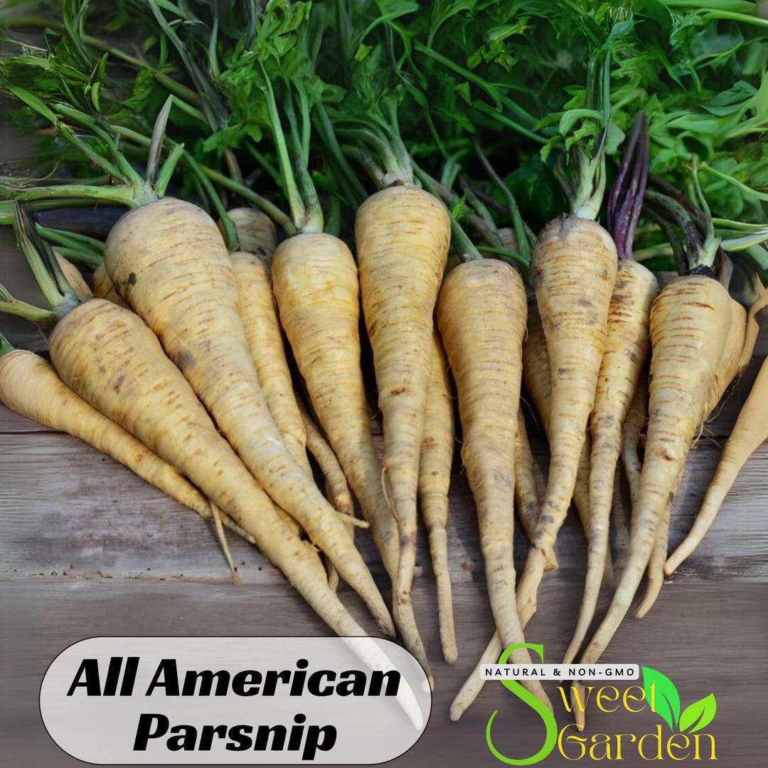 10 Seeds| All American Parsnip Seeds- - Authentic Seeds ~ Vegetable ...