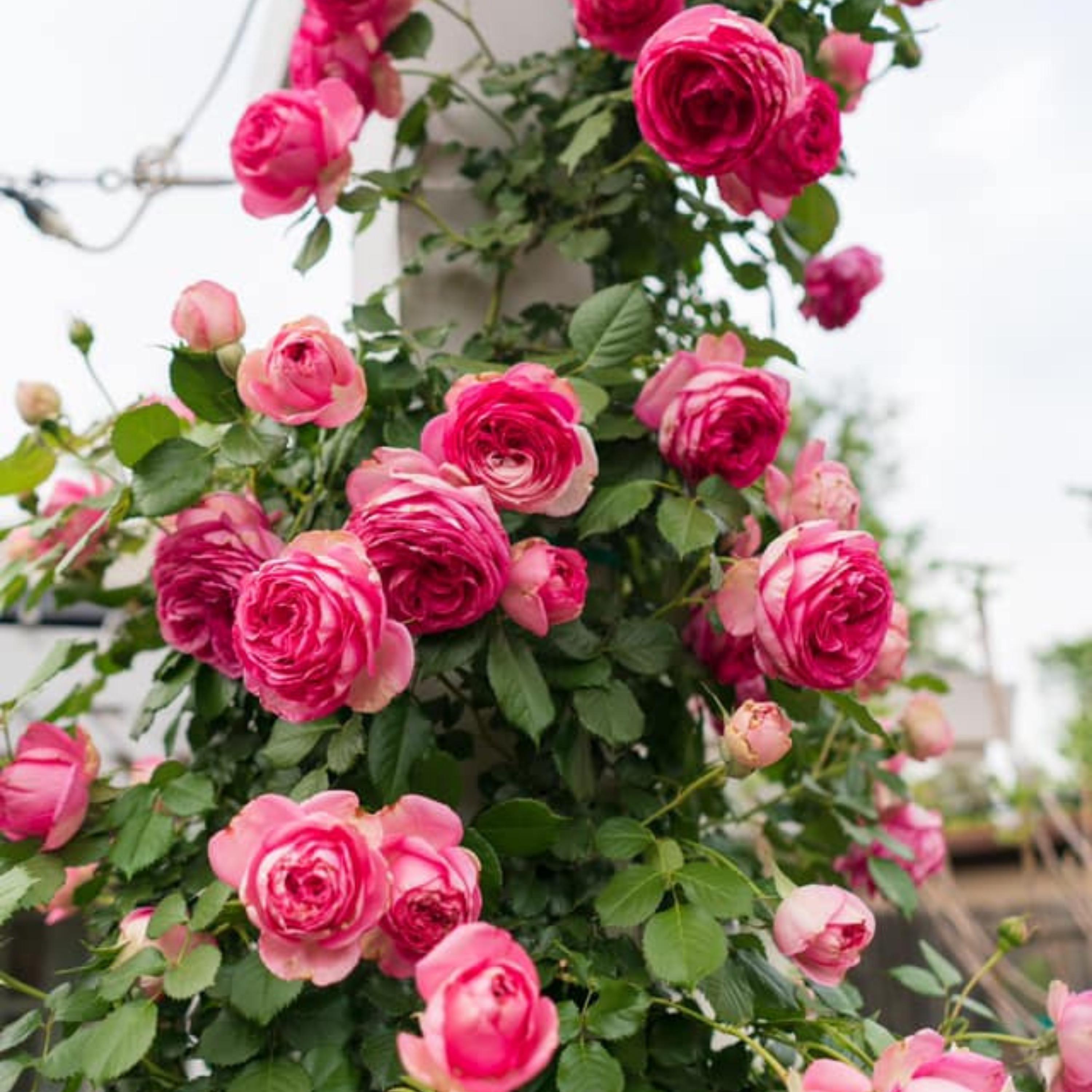 Pretty in Pink Climbing Rose Seeds - Perennial - Authentic Seeds ...