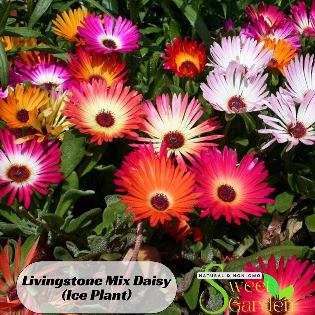 100s|livingstone Mix Daisy Seeds (ice Plant) - Perennial - Authentic ...