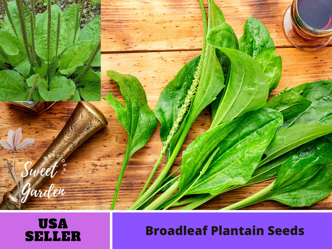 Broadleaf Plantain Seeds Perennial authentic Seeds-flowers organic. Non ...