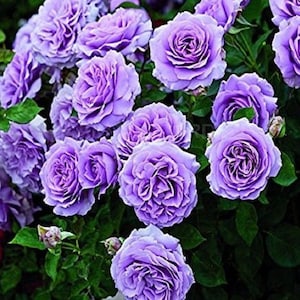 Purple Climbing Rose Seeds - Perennial - Authentic Seeds - Flowers ...