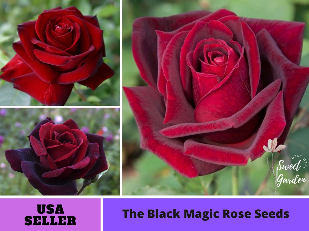 Black Magic Rose Seeds Perennial Authentic Seeds Flowers Easy to Grow Climbing Shrubs Rose ...