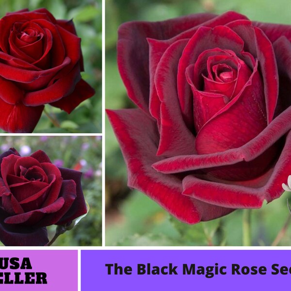 Black Rose Plant - Etsy