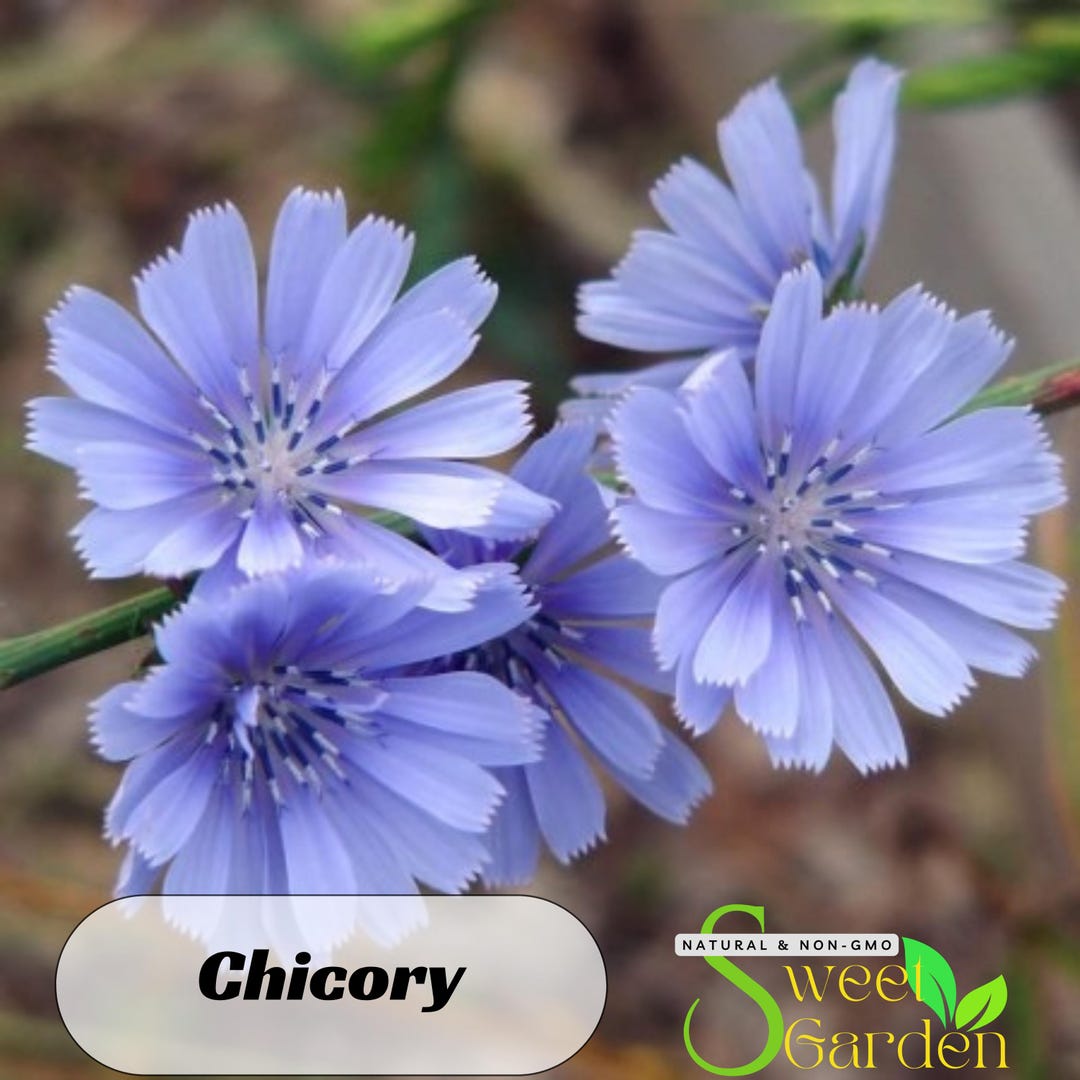 25 Chicory Seeds - Heirloom Cichorium Intybus, Blue Wildflower - Etsy