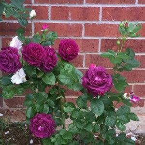 Twilight Rose Seed Flower Dark Red Flower Perennial Authentic Seeds ...