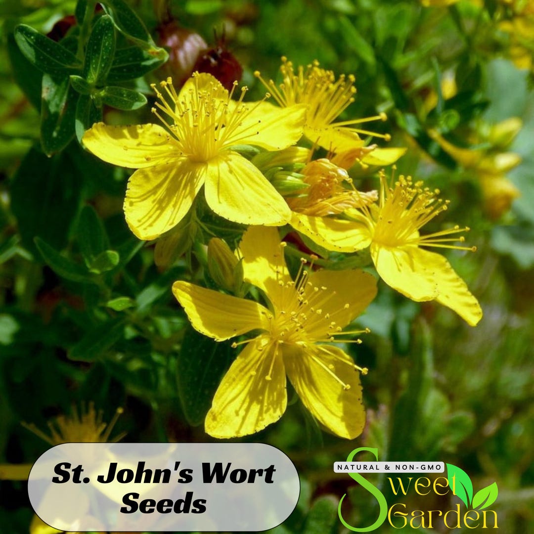 17 Seeds| St John's Wort Seeds- Authentic Seeds Flower Seeds~ Vegetable ...