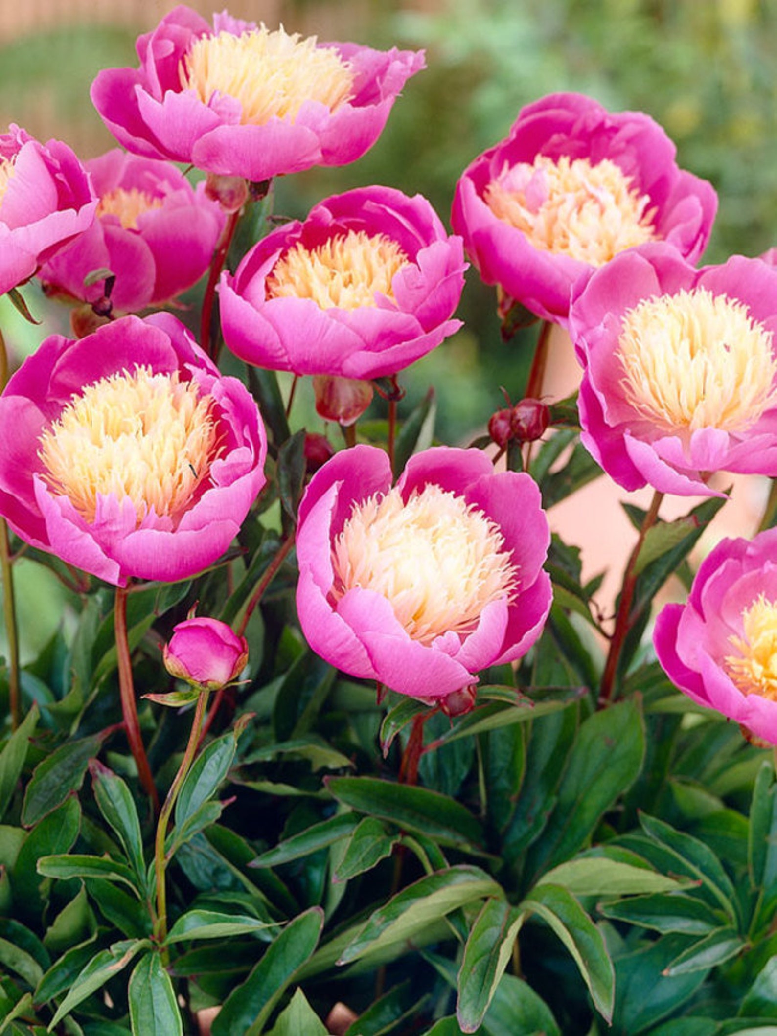 10 Seeds Breck's Wild Lactiflora Peony Flower Seeds for - Etsy