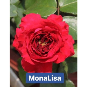 Monalisa Rose Seeds - Perennial - Authentic Seeds - Flowers - Easy to ...
