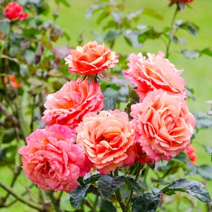Anna's Promise Grandiflora Rose Seeds-perennial authentic Seeds-flowers ...