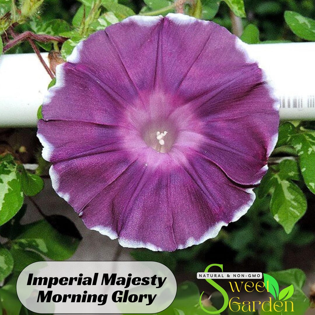 Imperial Majesty Morning Glory Seeds - Authentic Seeds, Annual, Flowers ...
