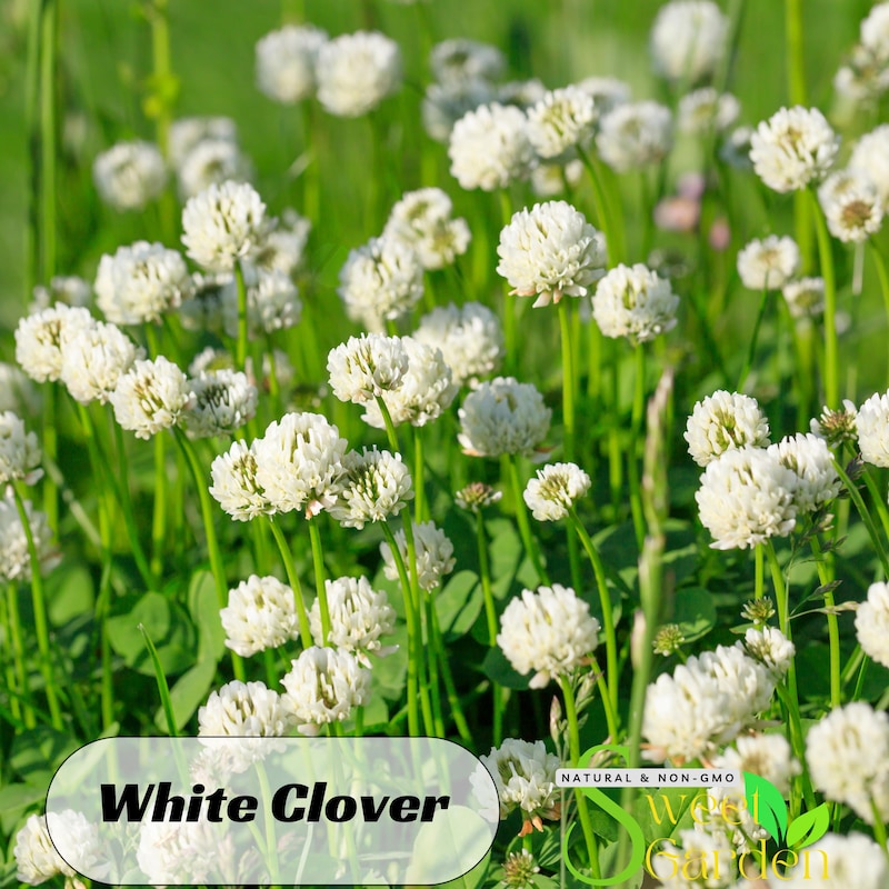 Clover Bulbs - Etsy