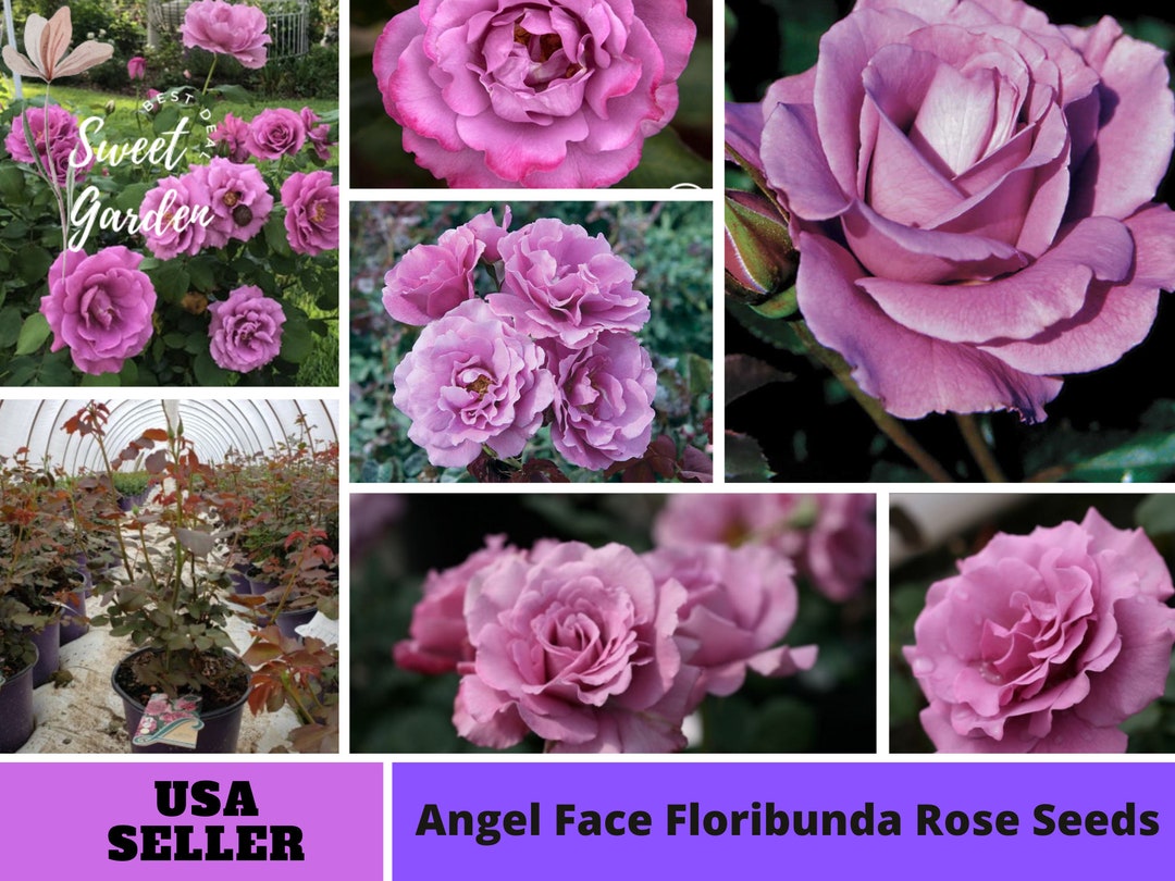 Angel Face Floribunda Rose Seeds Perennial Authentic Seeds Flowers Easy ...