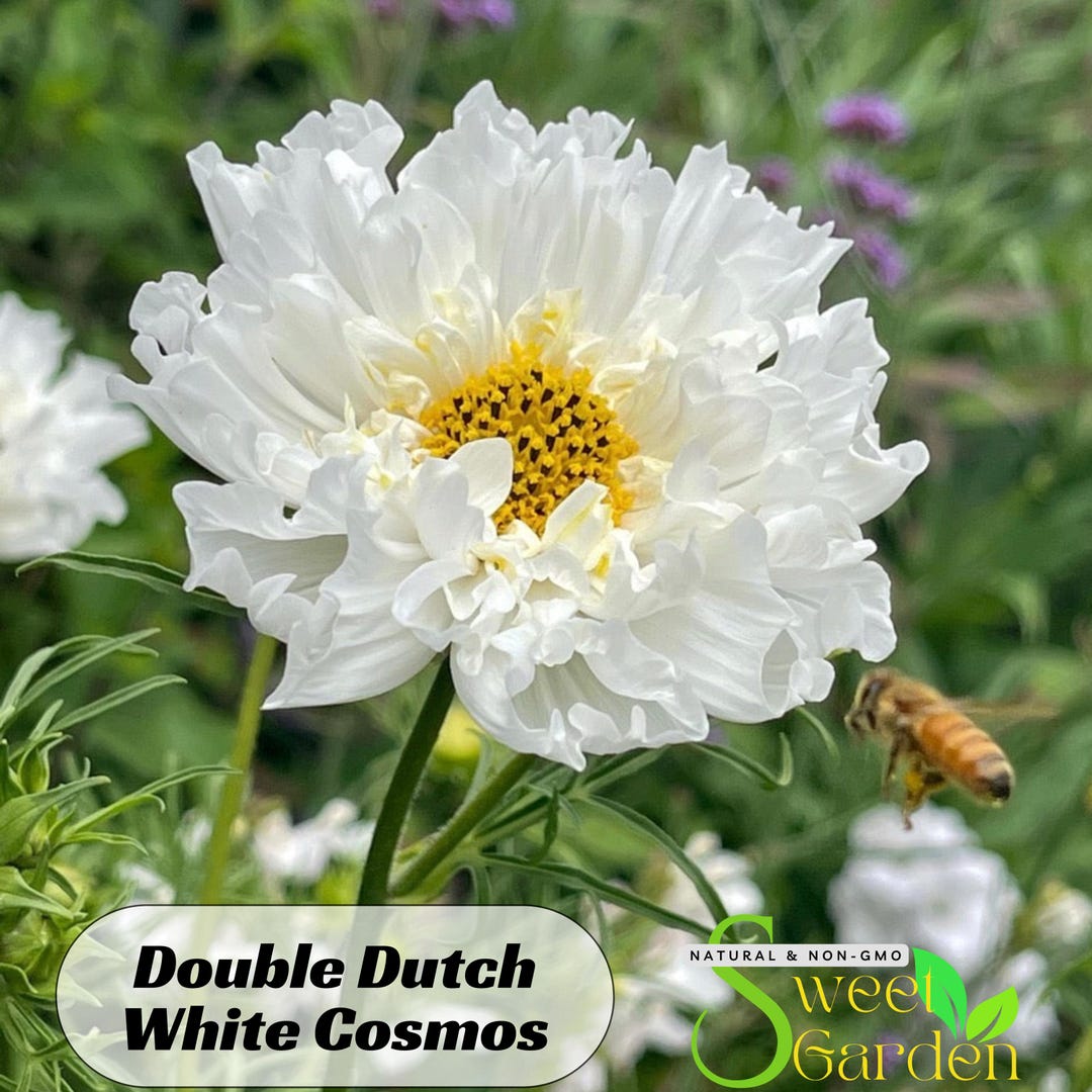 50s|double Dutch White Cosmos - Annual - Authentic Seeds - Easy Care ...