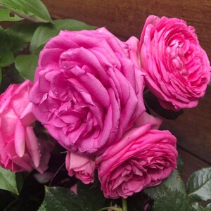 Pretty in Pink Climbing Rose Seeds - Perennial - Authentic Seeds ...