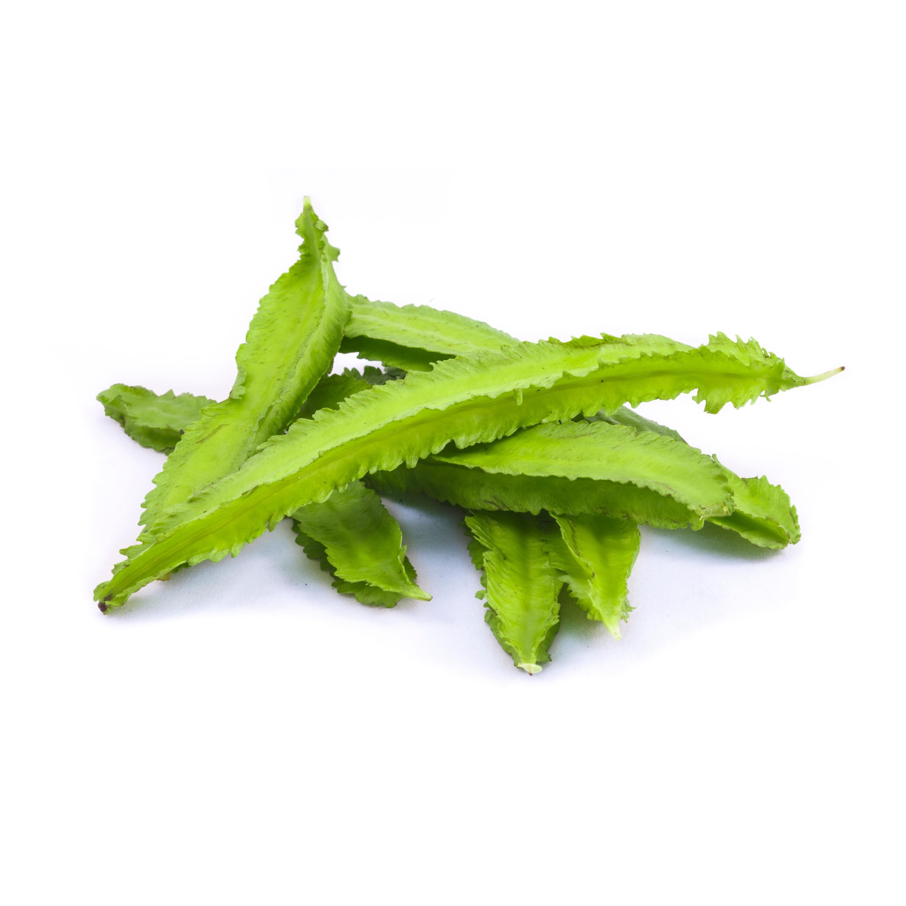 Winged Bean Seeds – Four-angled Bean – Fast Growing – Heirloom ...